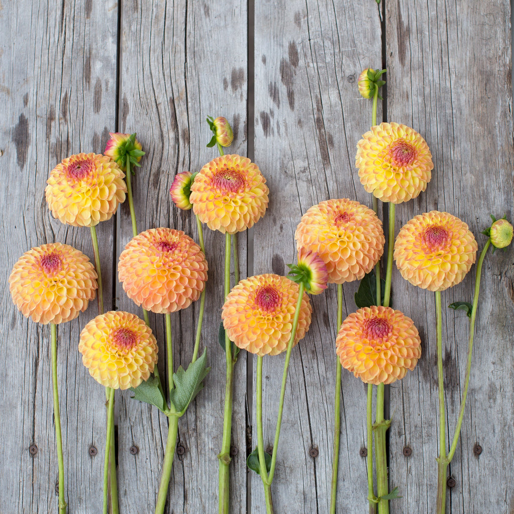 Dahlia Suncrest – Floret Library