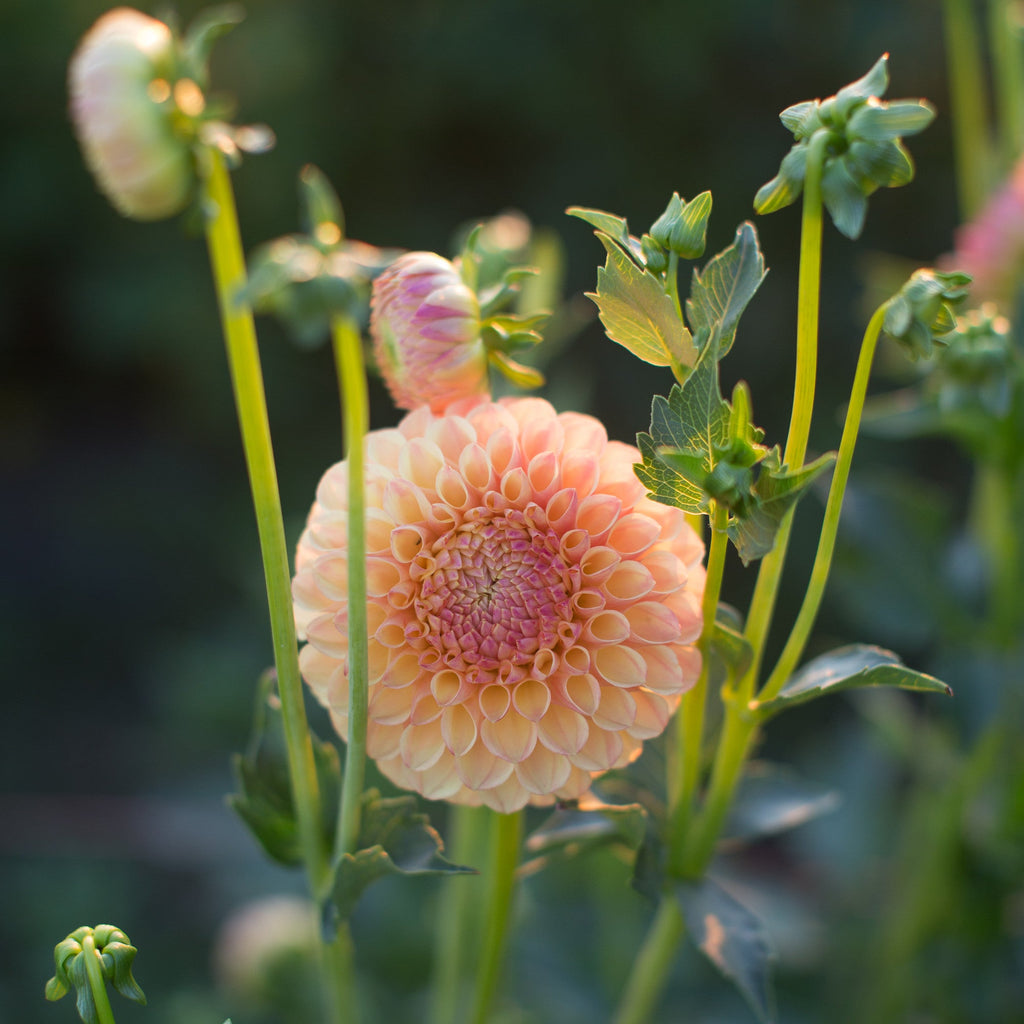 Dahlia Suncrest – Floret Library
