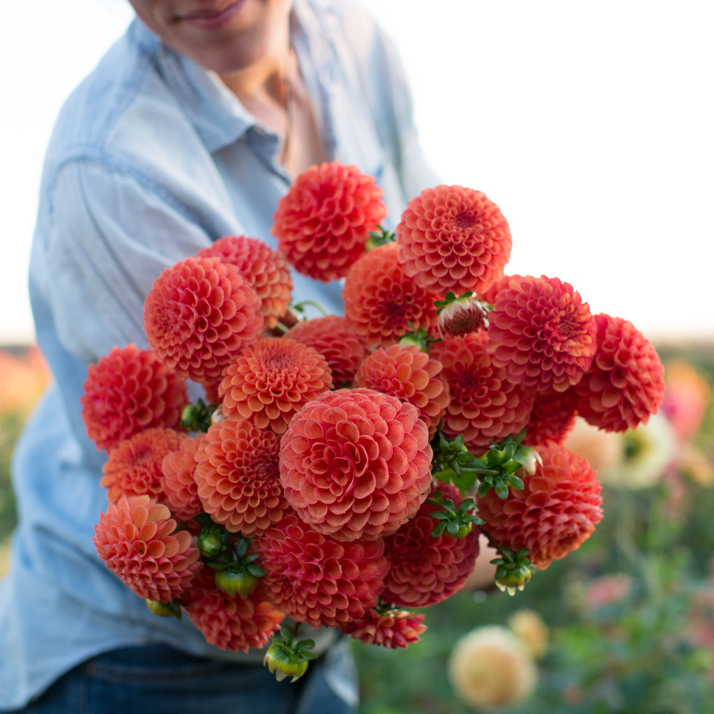 Dahlia Valley Rust Bucket – Floret Library