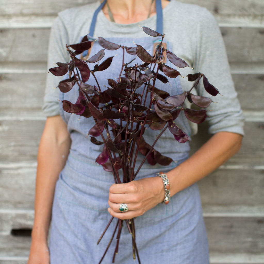 Hyacinth Bean Ruby Moon – Floret Library