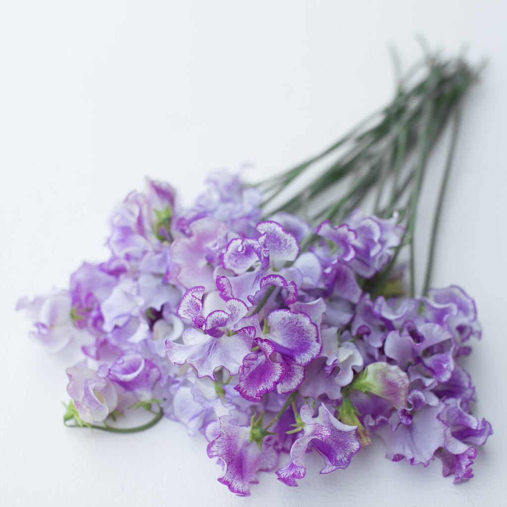 Sweet Pea Lady Nicholson – Floret Library