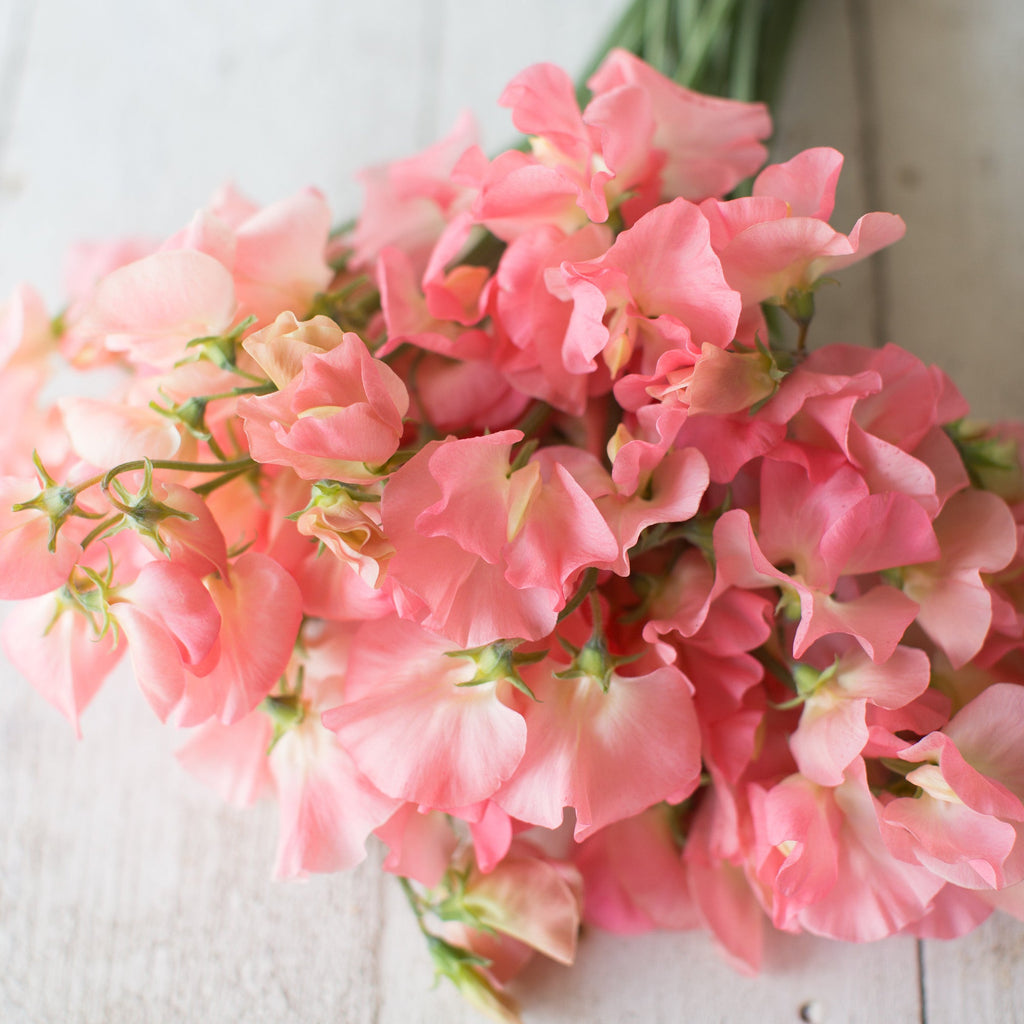 Sweet Pea Marjorie Carrier – Floret Library