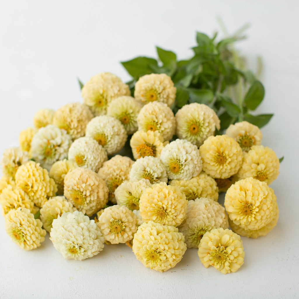 Zinnia Oklahoma Ivory – Floret Library