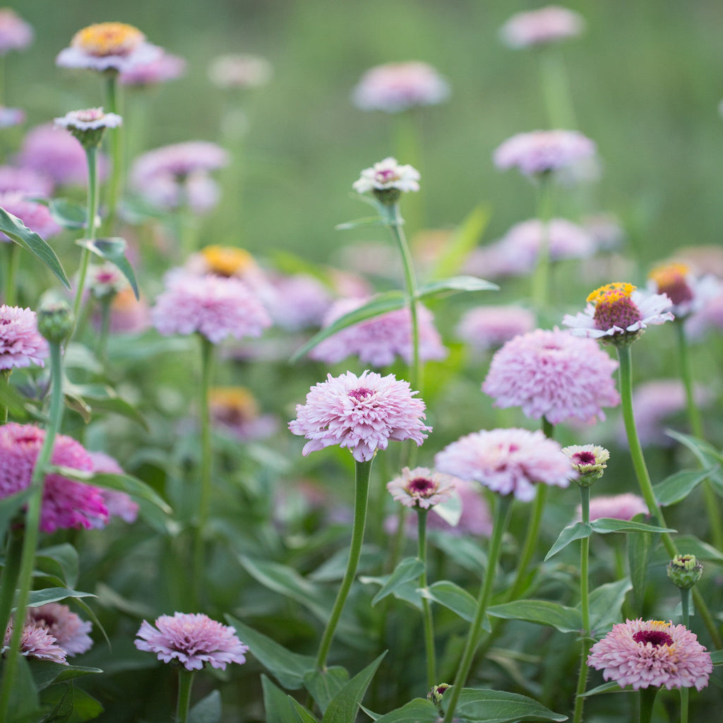 Zinnia Zinderella Lilac – Floret Library