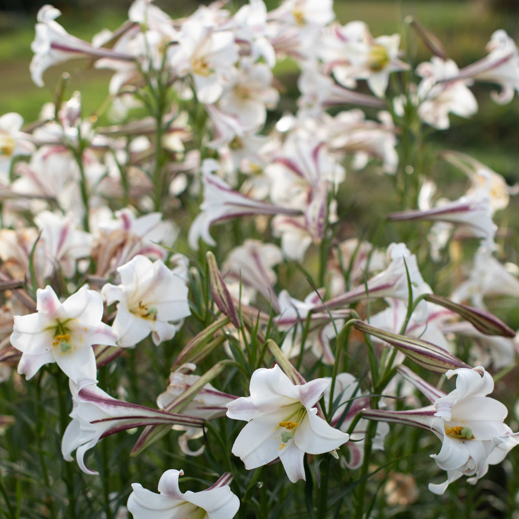Formosa Lily – Floret Library