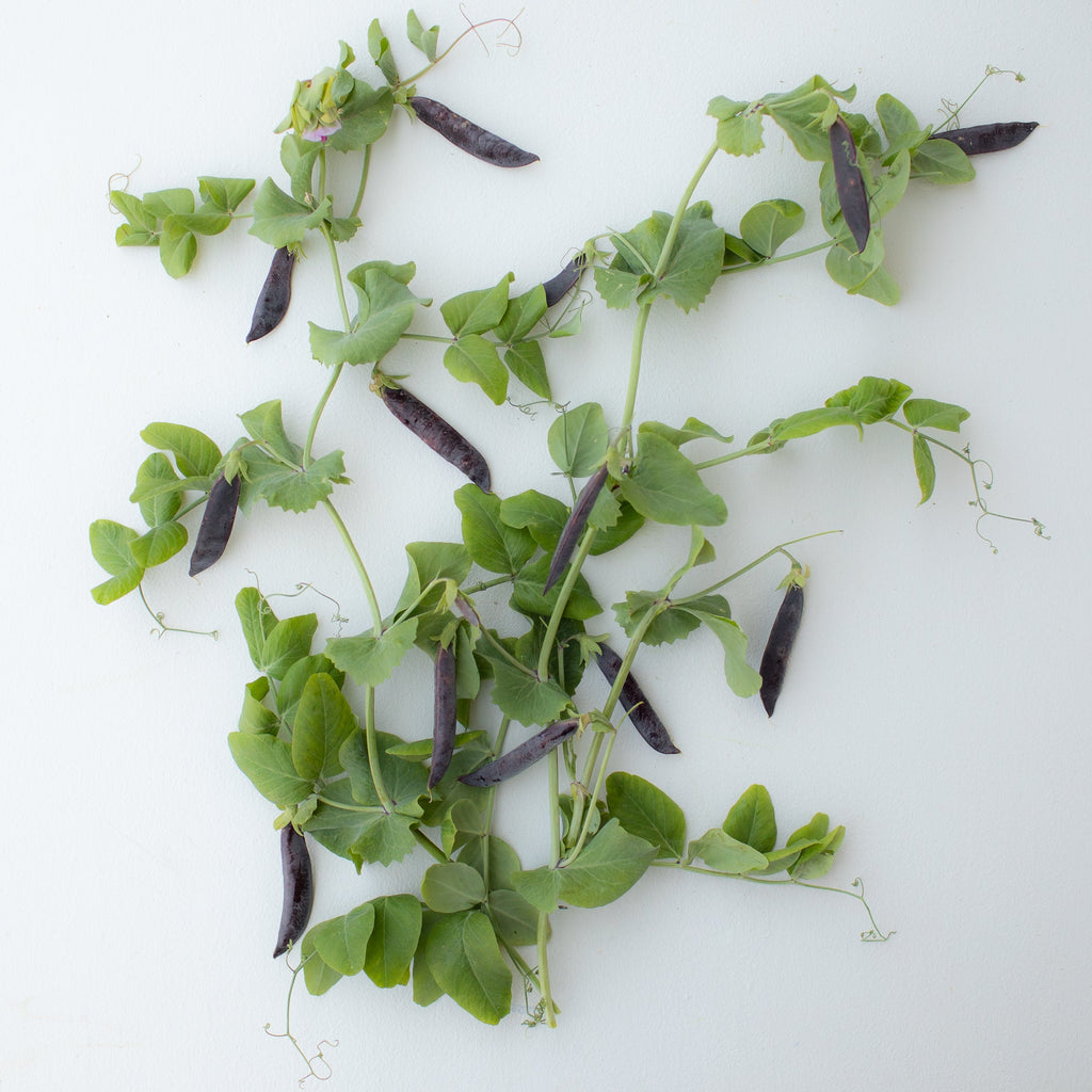 Pea Blue Podded Blauwschokkers – Floret Library