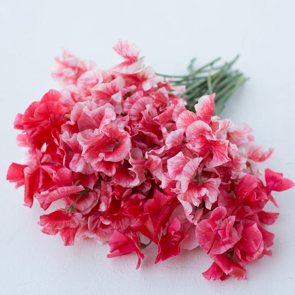 Sweet Pea Geoff Hughes – Floret Library