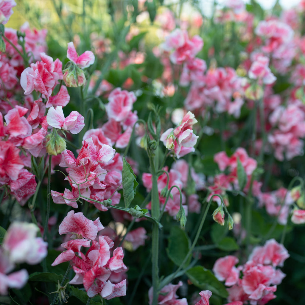 Sweet Pea Geoff Hughes – Floret Library