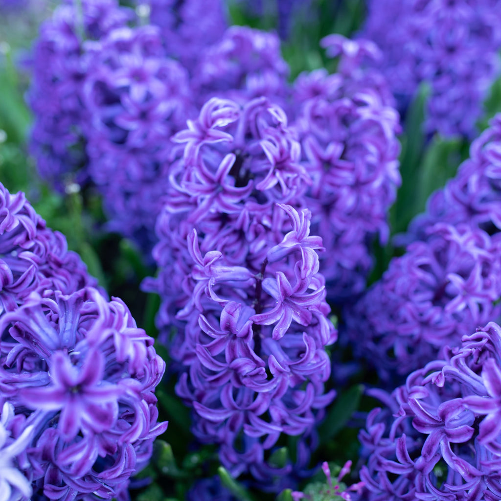 Hyacinth Blue Jacket – Floret Library