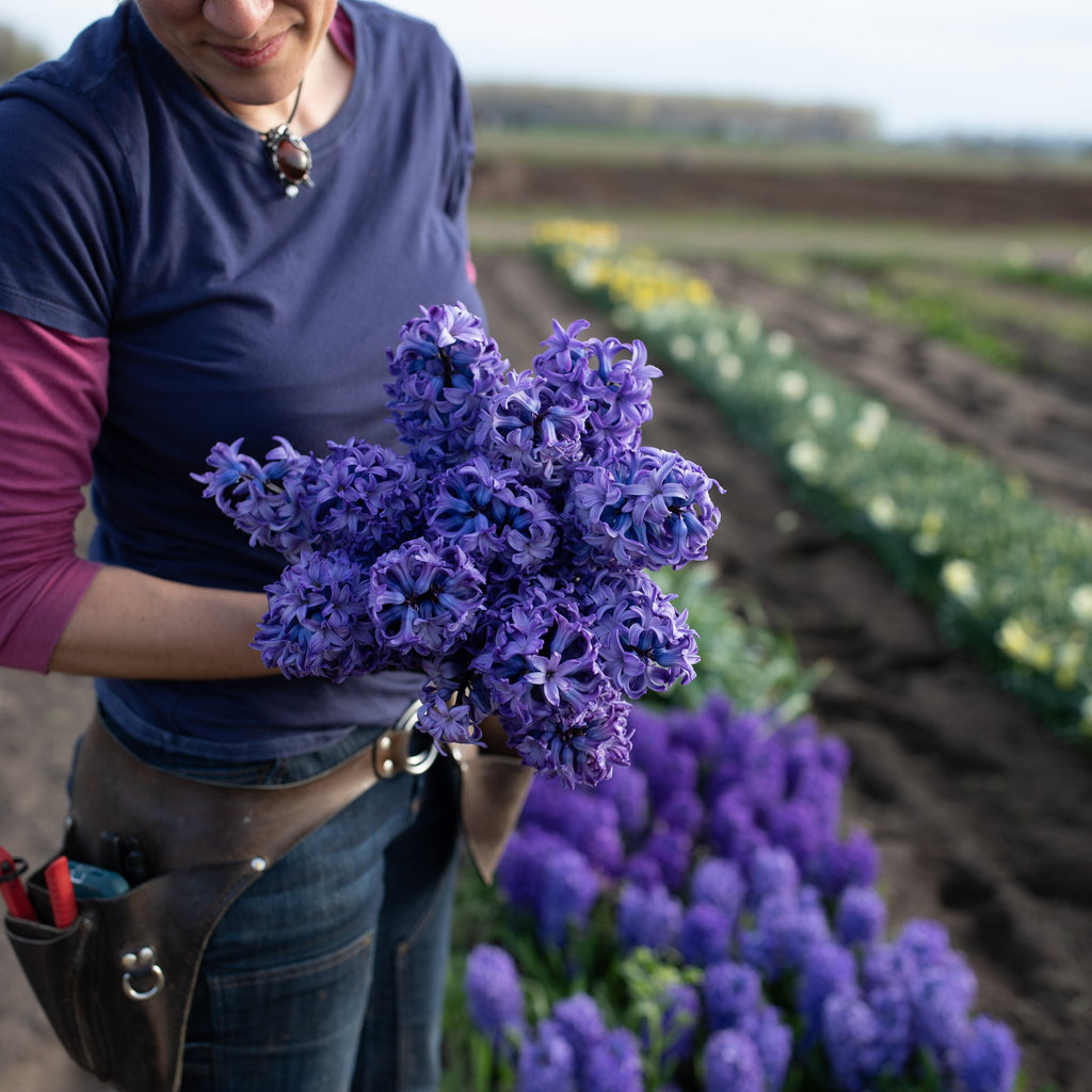 Hyacinth Delft Blue – Floret Library