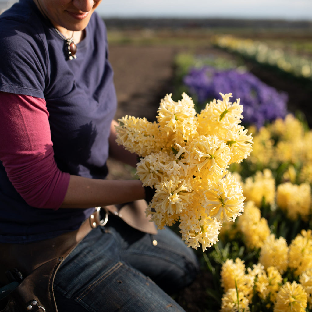 Hyacinth Gypsy Princess – Floret Library