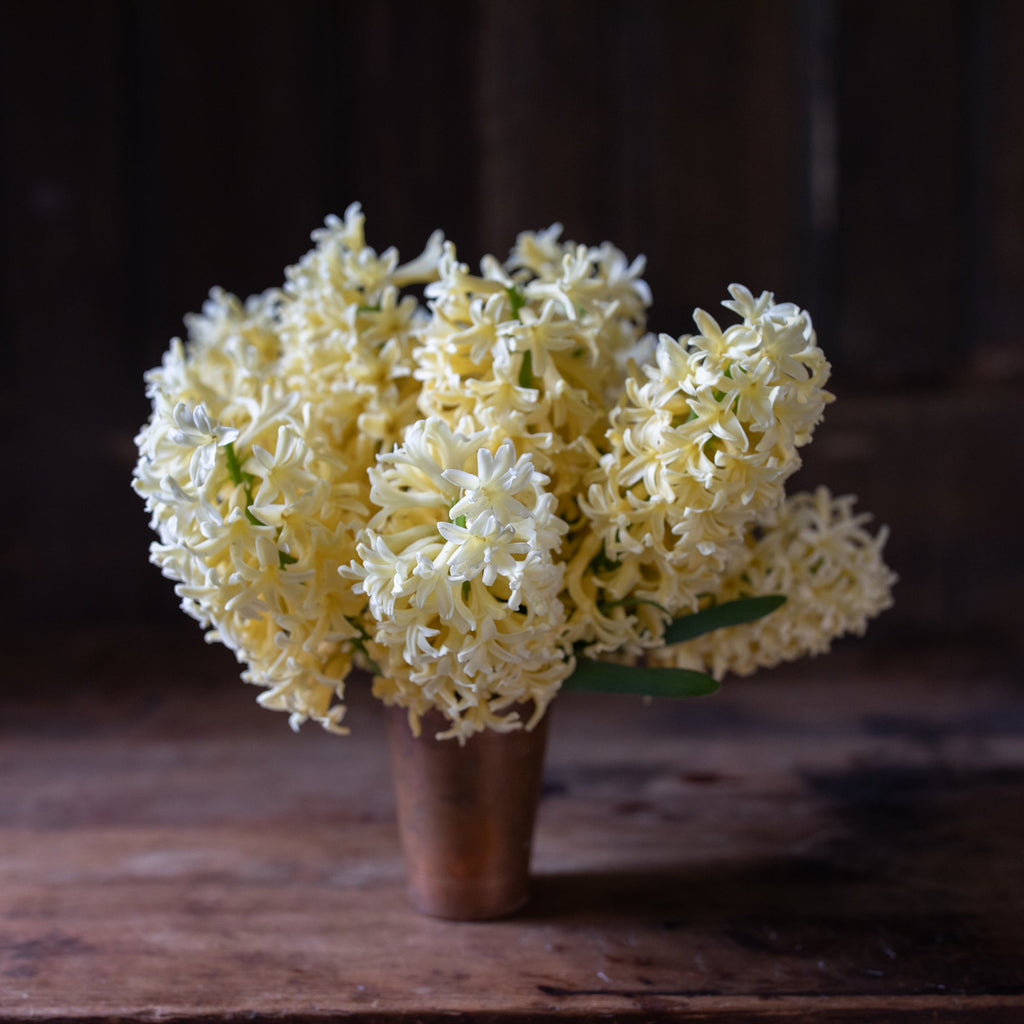 Hyacinth Gypsy Princess – Floret Library