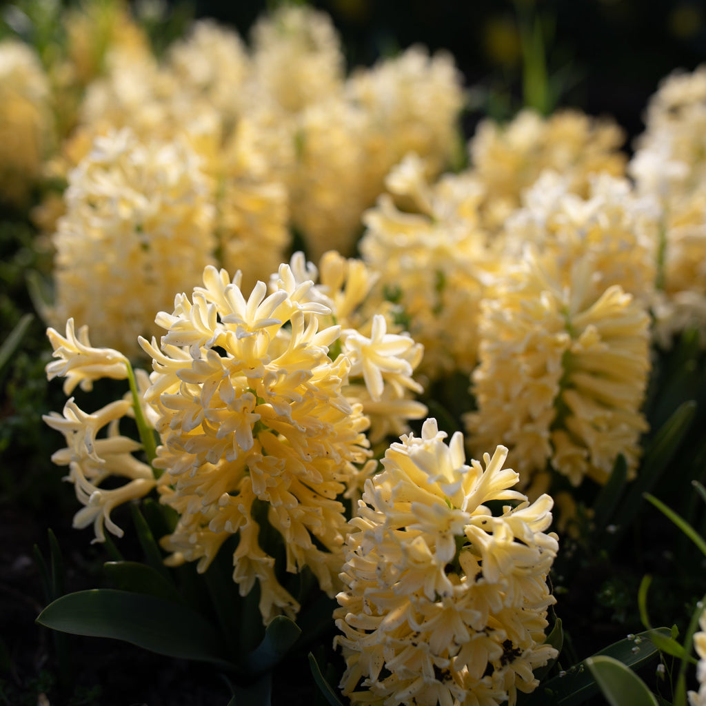 Hyacinth Gypsy Princess – Floret Library