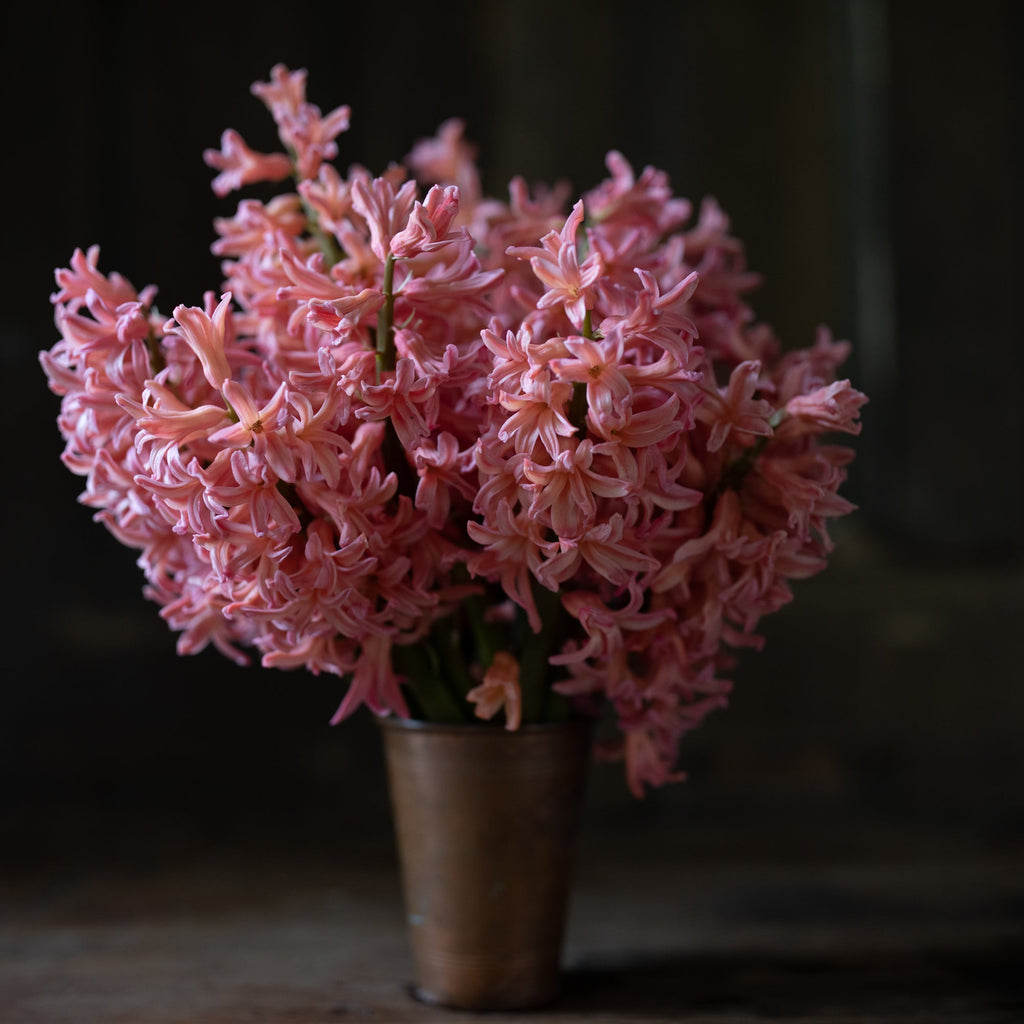 Hyacinth Gypsy Queen – Floret Library