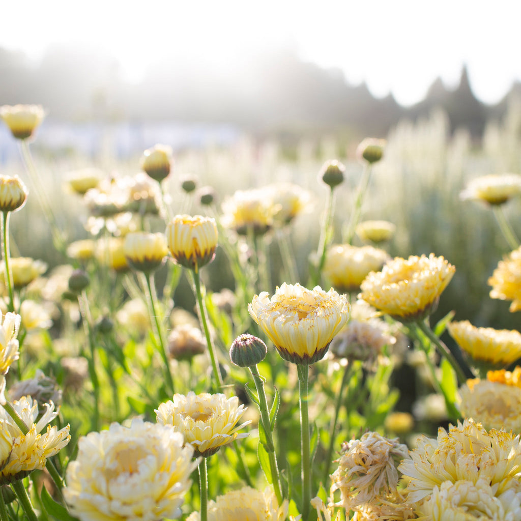 Calendula Ivory Princess – Floret Library