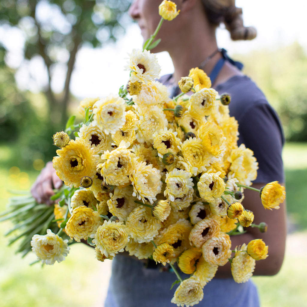 Calendula Ivory Princess – Floret Library