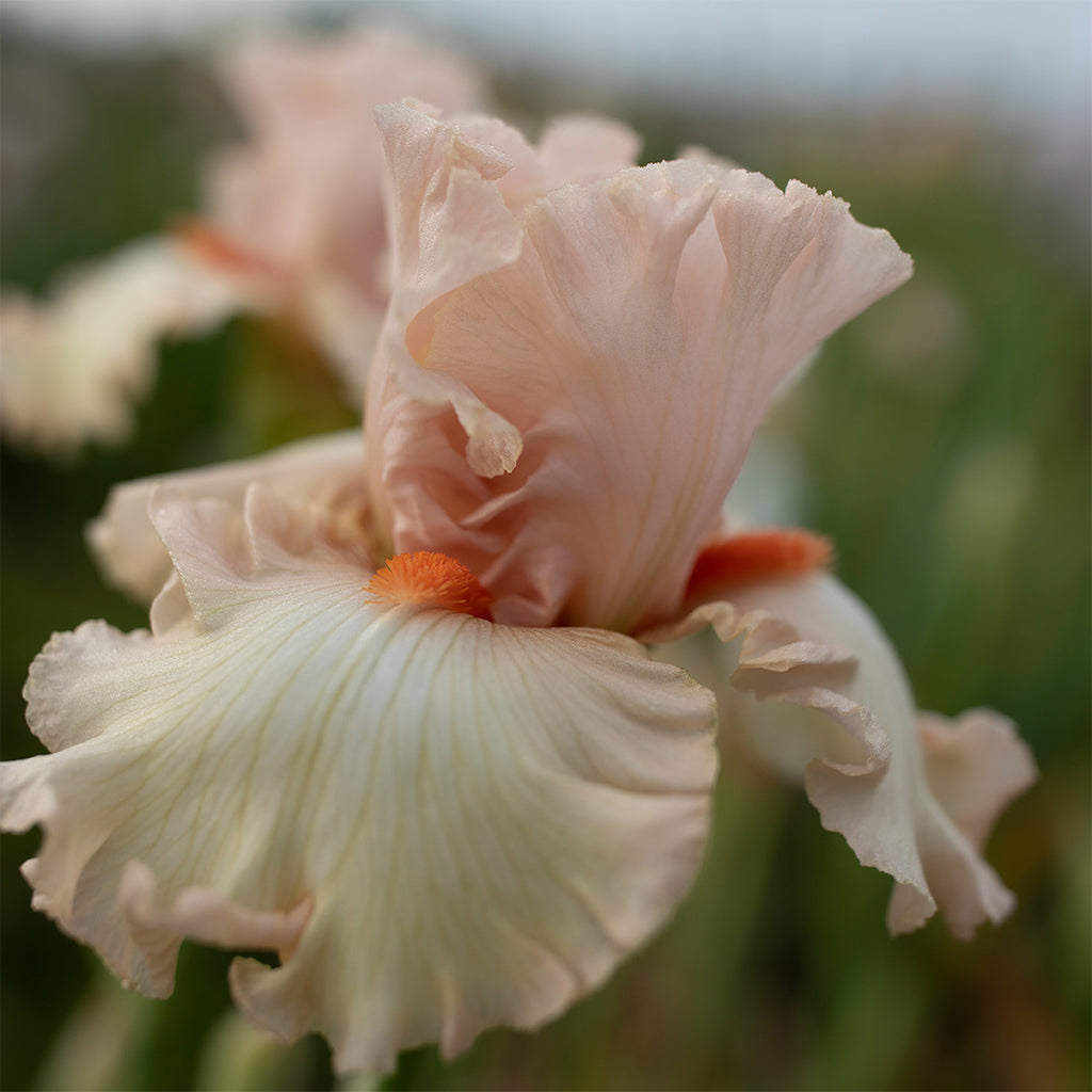 Iris Kind Word – Floret Library