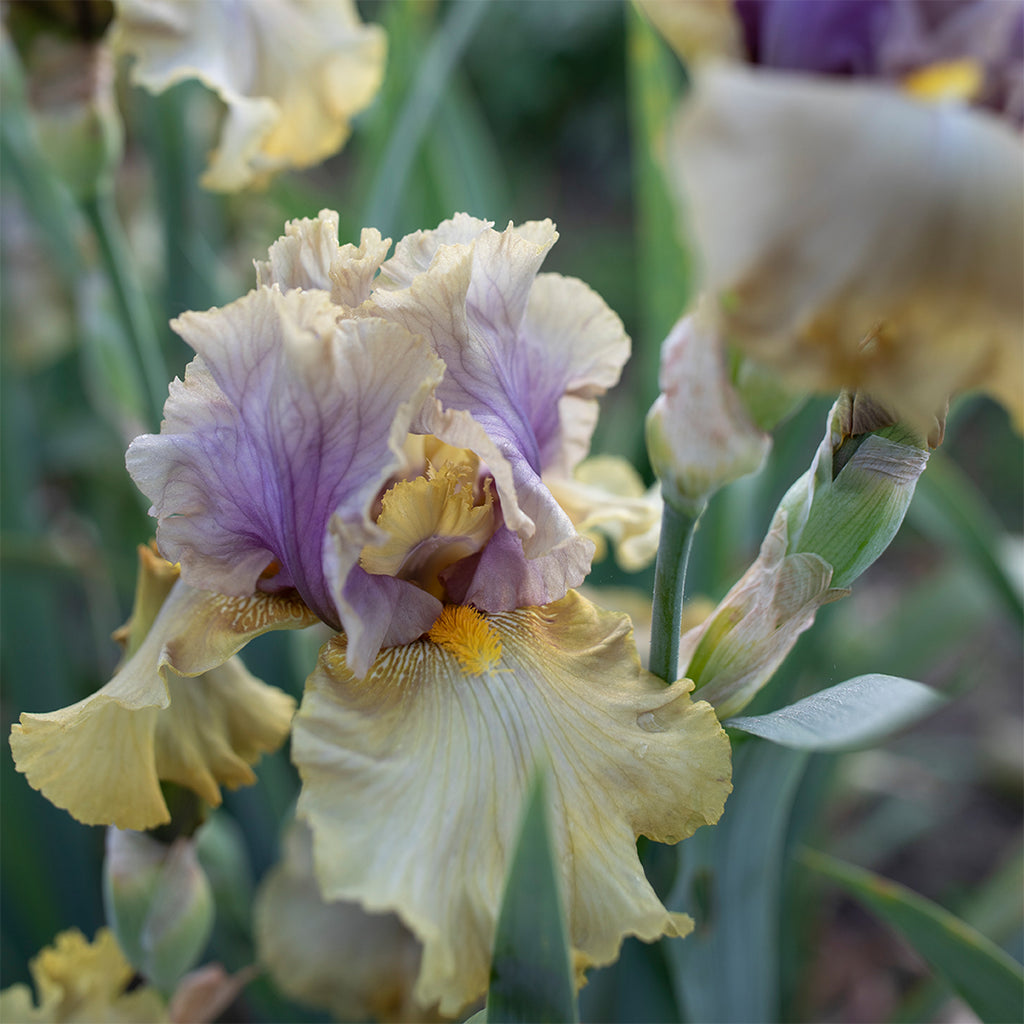 Iris Let Evening Come – Floret Library
