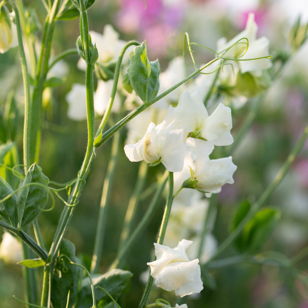 Sweet Pea Lunar Sea – Floret Library