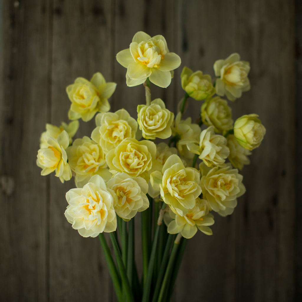 Narcissus Manly – Floret Library