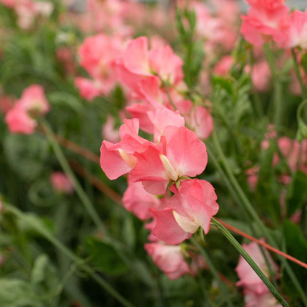 Sweet Pea Marjorie Carrier – Floret Library