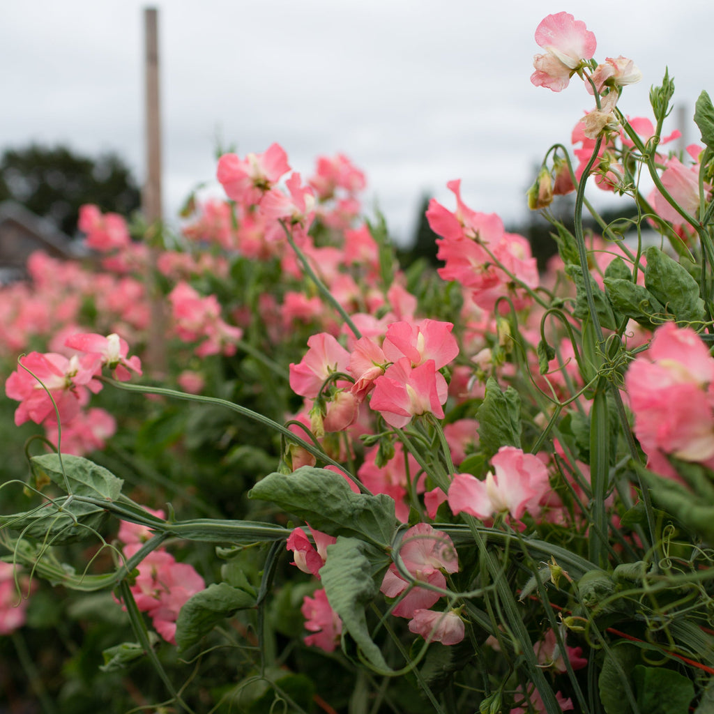 Sweet Pea Marjorie Carrier – Floret Library