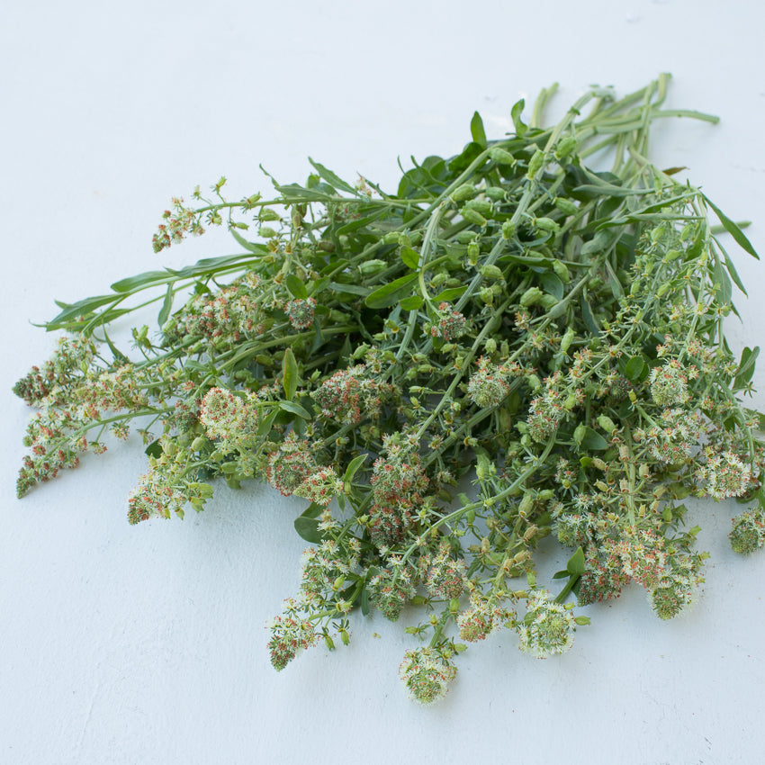 Mignonette Garden Mignonette – Floret Library