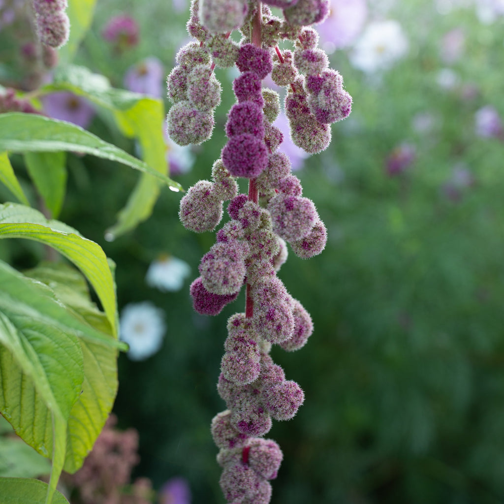 Amaranth Mira – Floret Library