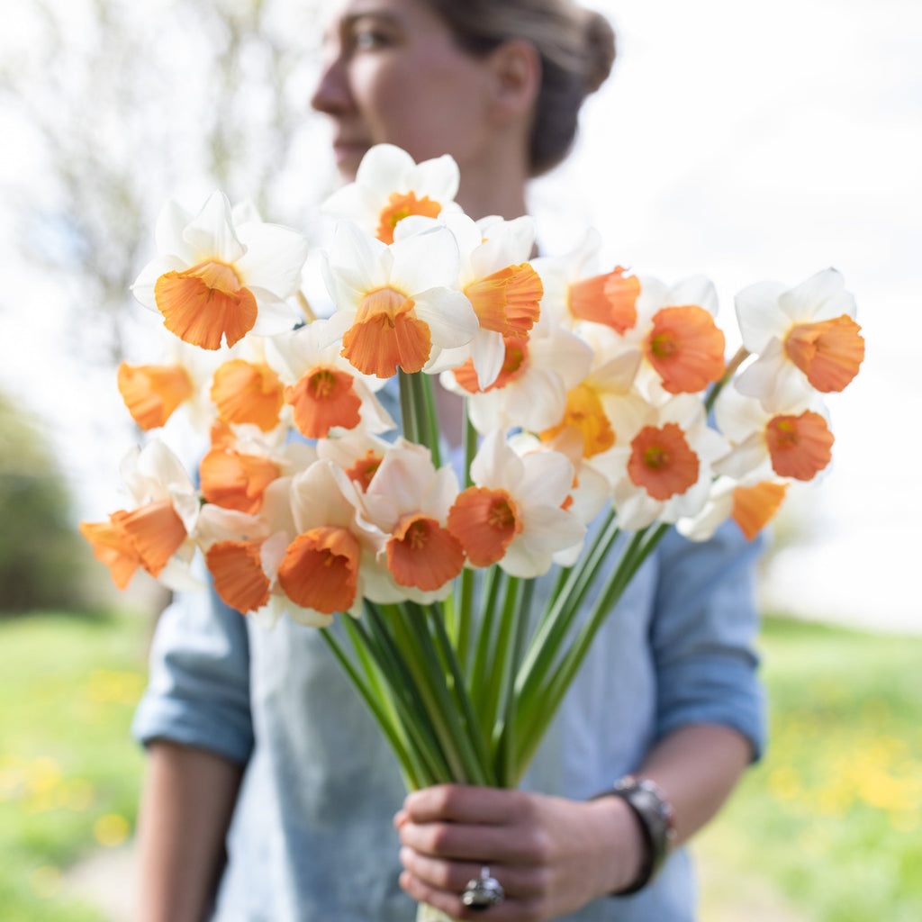 Narcissus Chromacolor – Floret Library