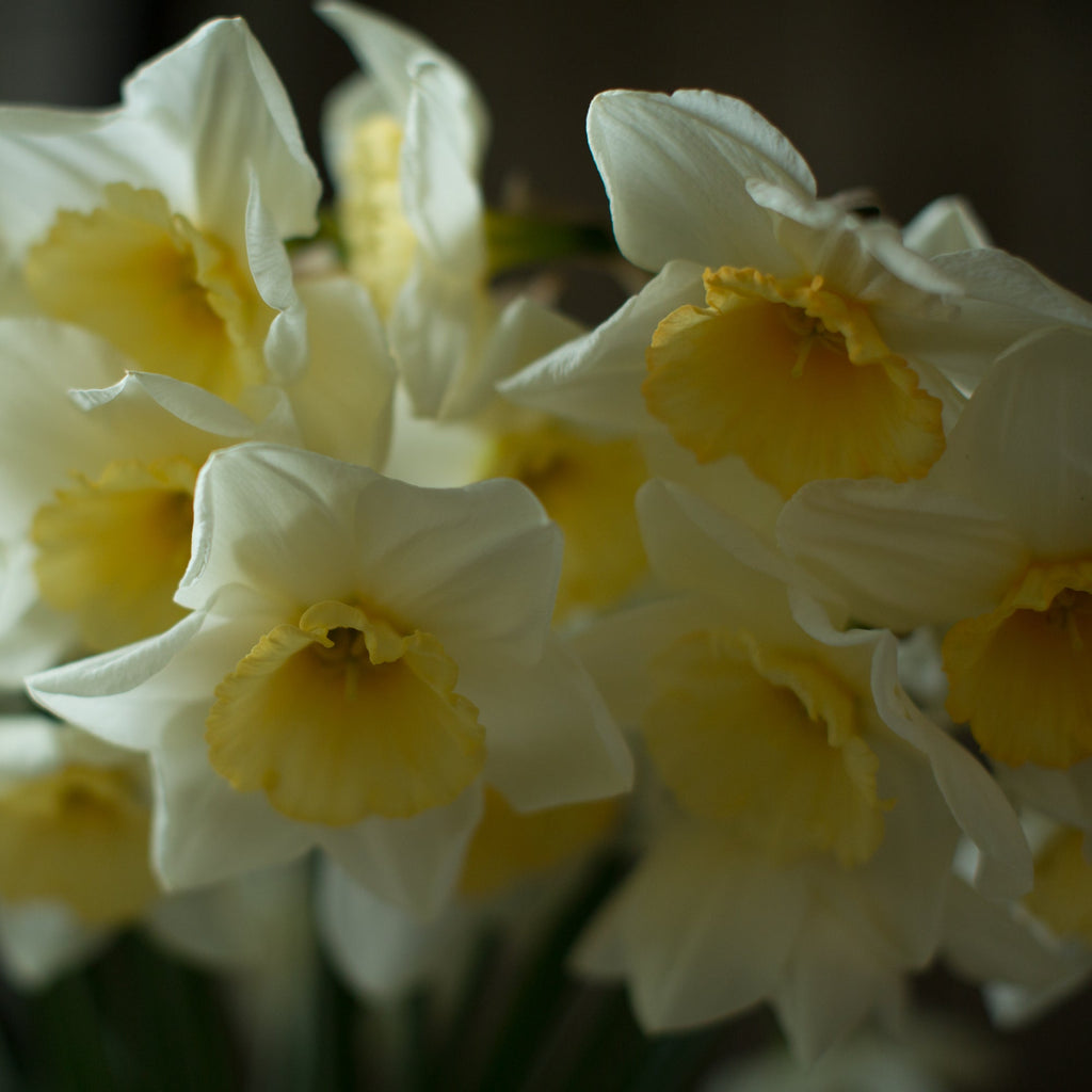 Narcissus Fragrant Breeze – Floret Library