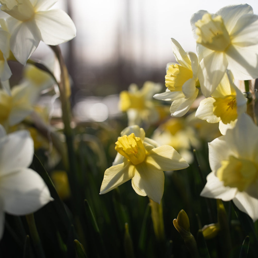 Narcissus Starlight Sensation – Floret Library