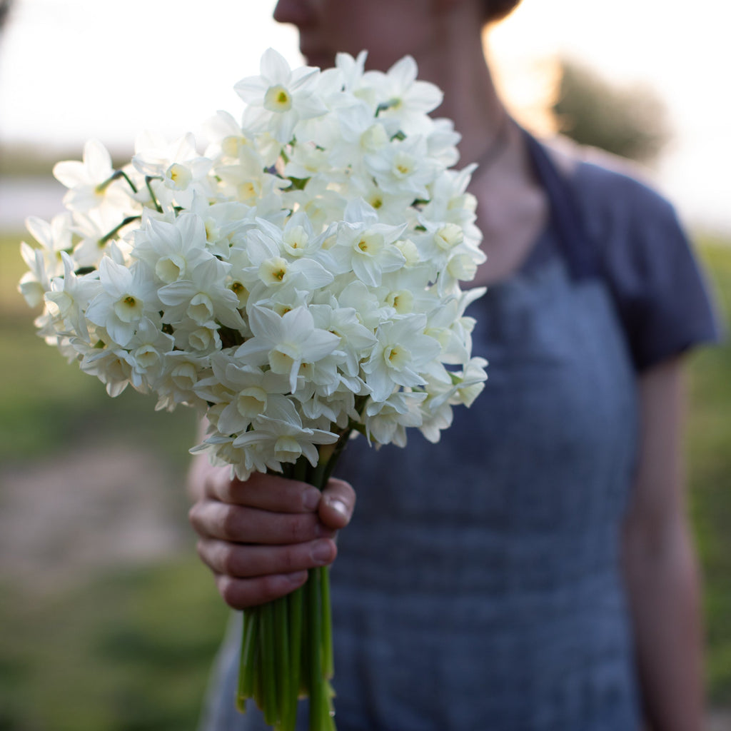 Narcissus Starlight Sensation – Floret Library