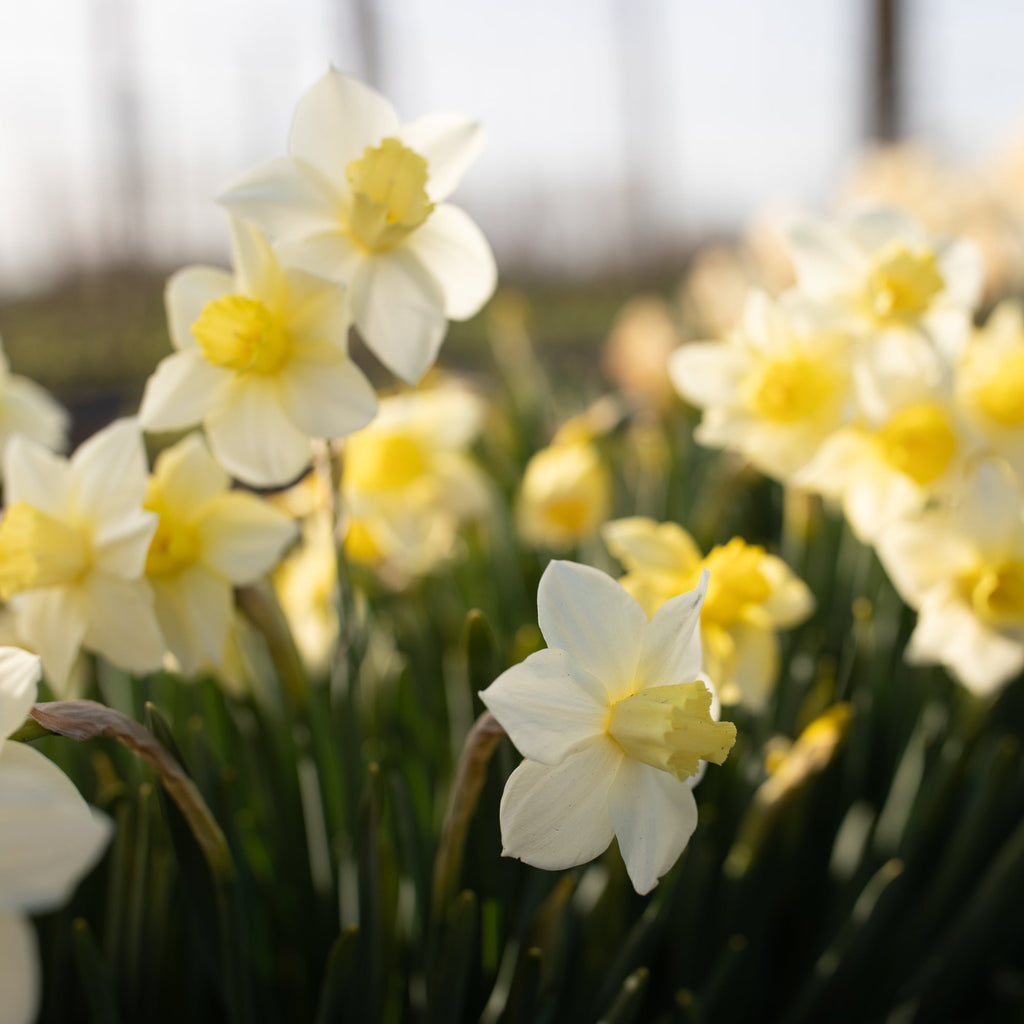 Narcissus Starlight Sensation – Floret Library