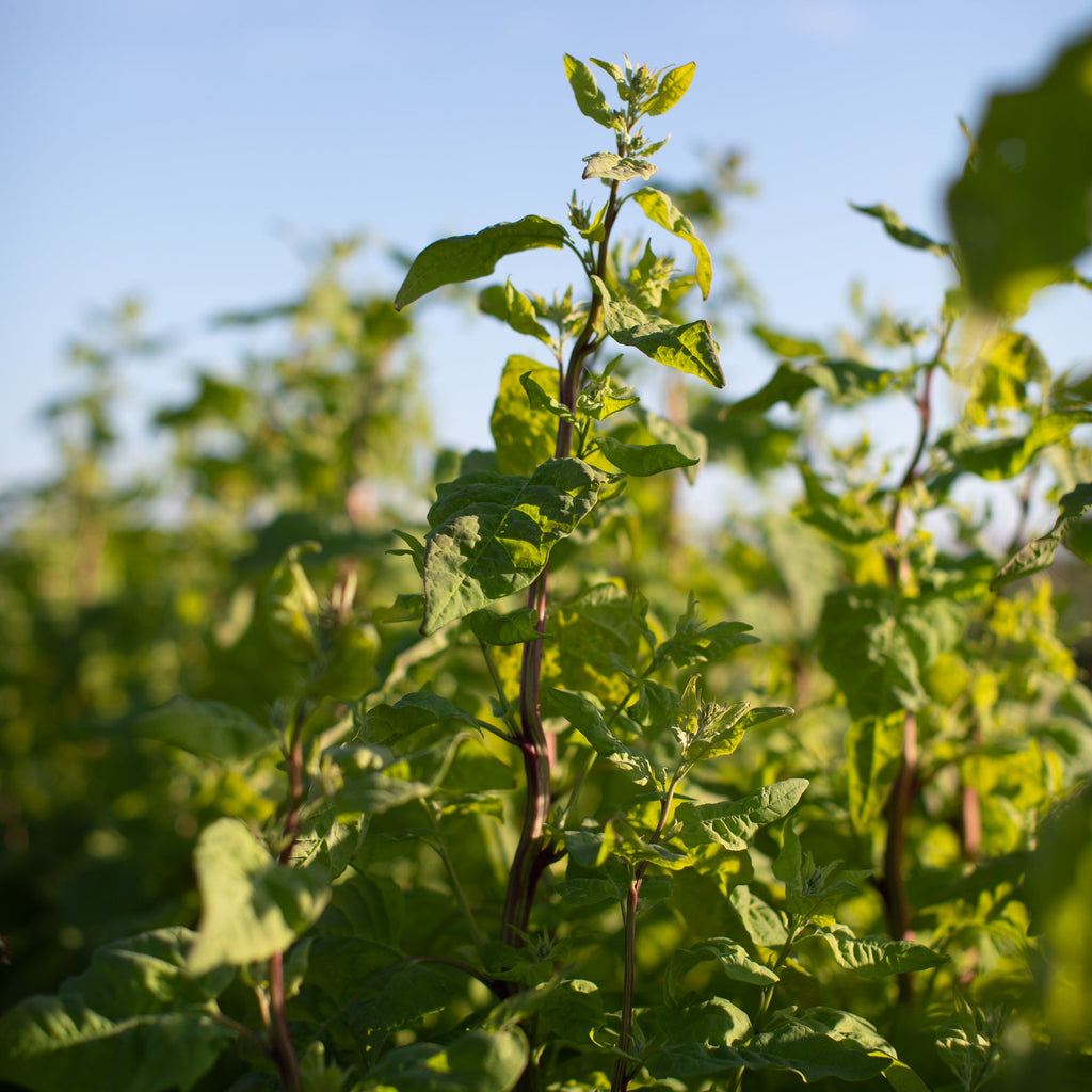 Orach Ruby Gold – Floret Library