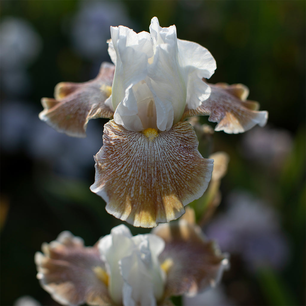 Iris Owyhee Desert – Floret Library