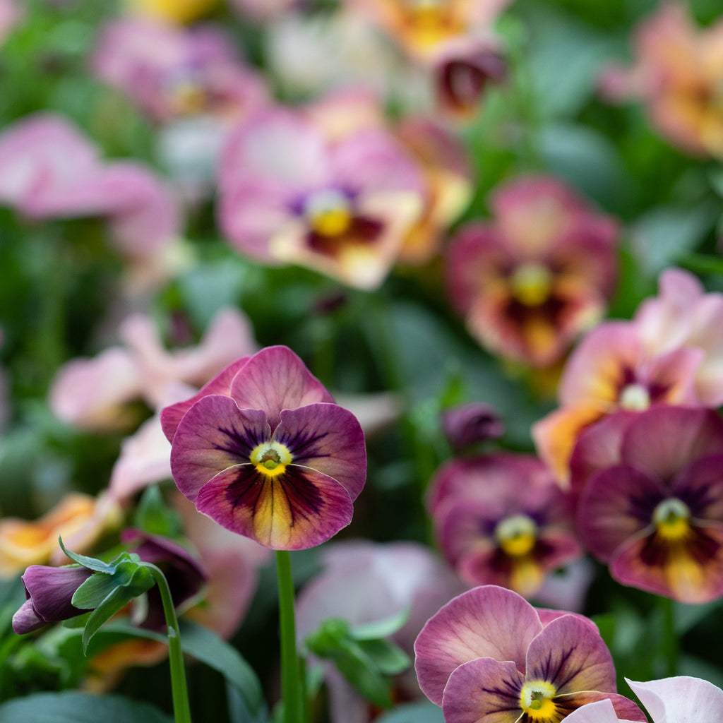 Pansy Nature Antique Shades – Floret Library