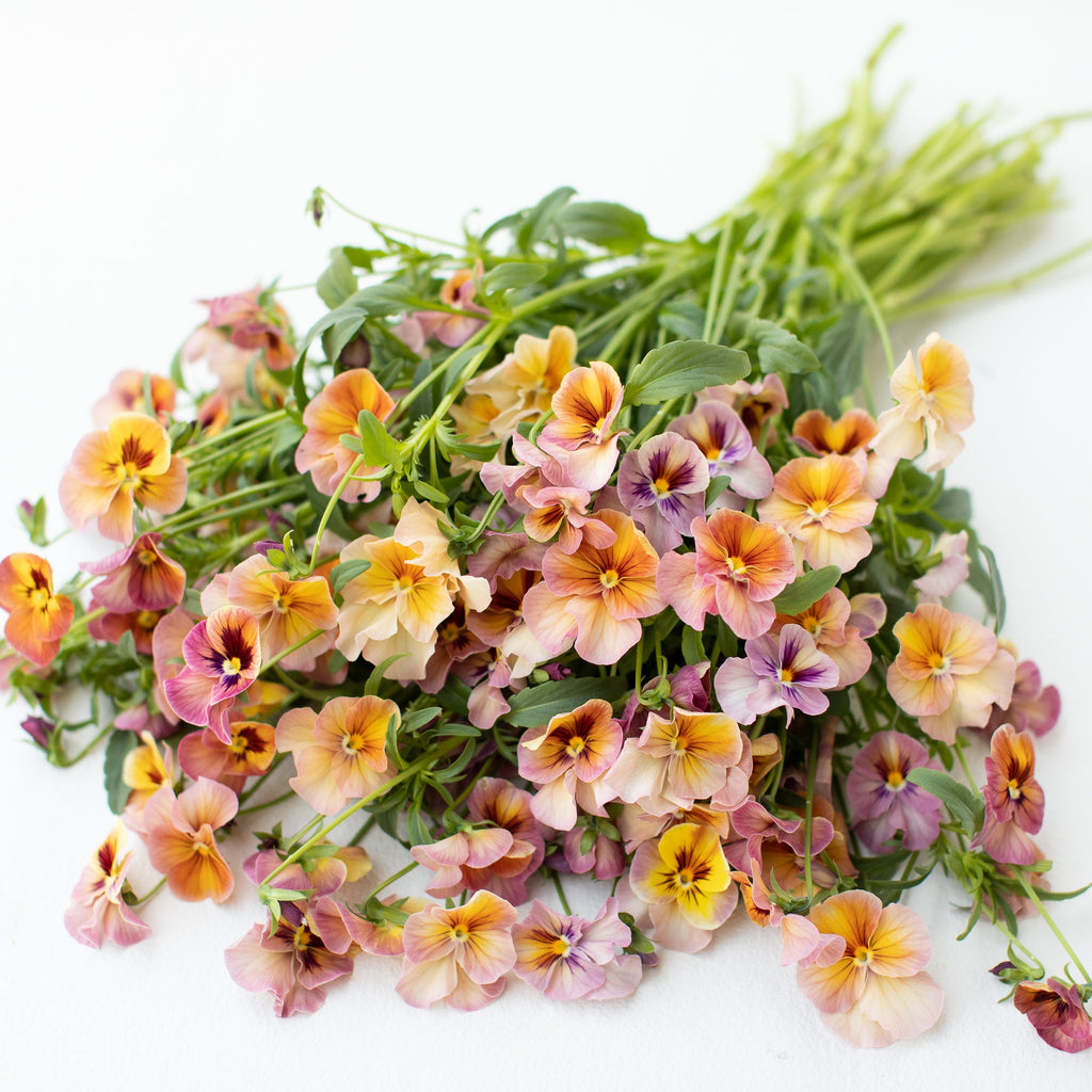 Pansy Nature Antique Shades – Floret Library