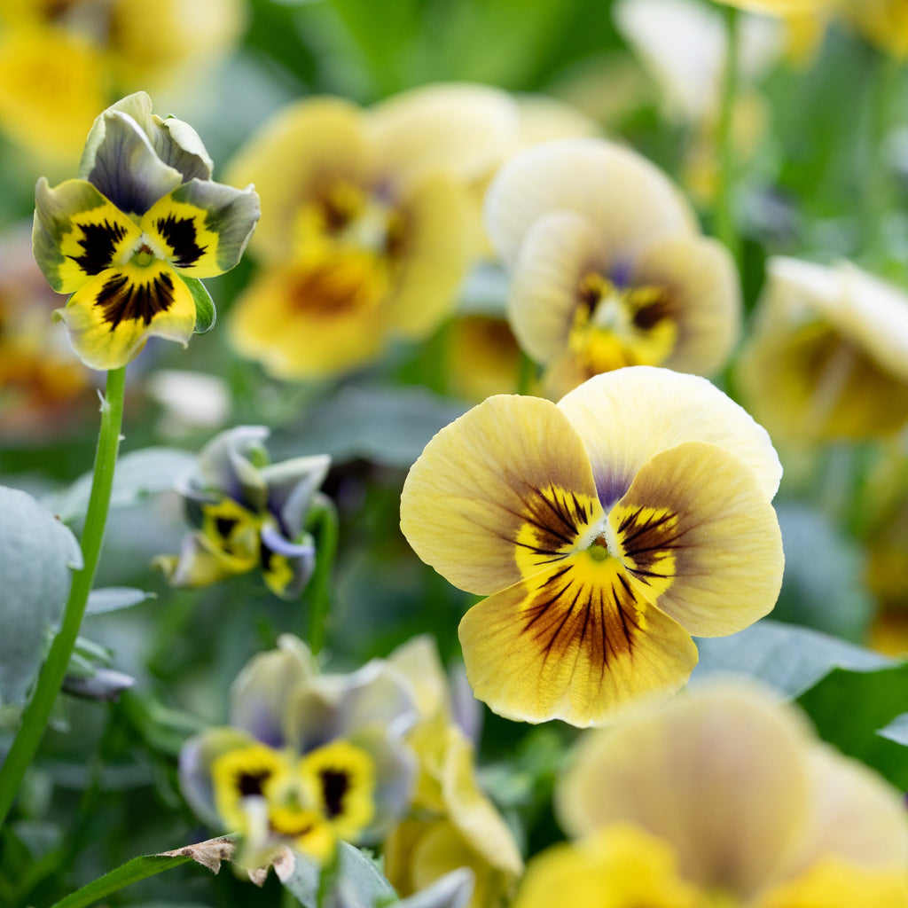 Pansy Flower