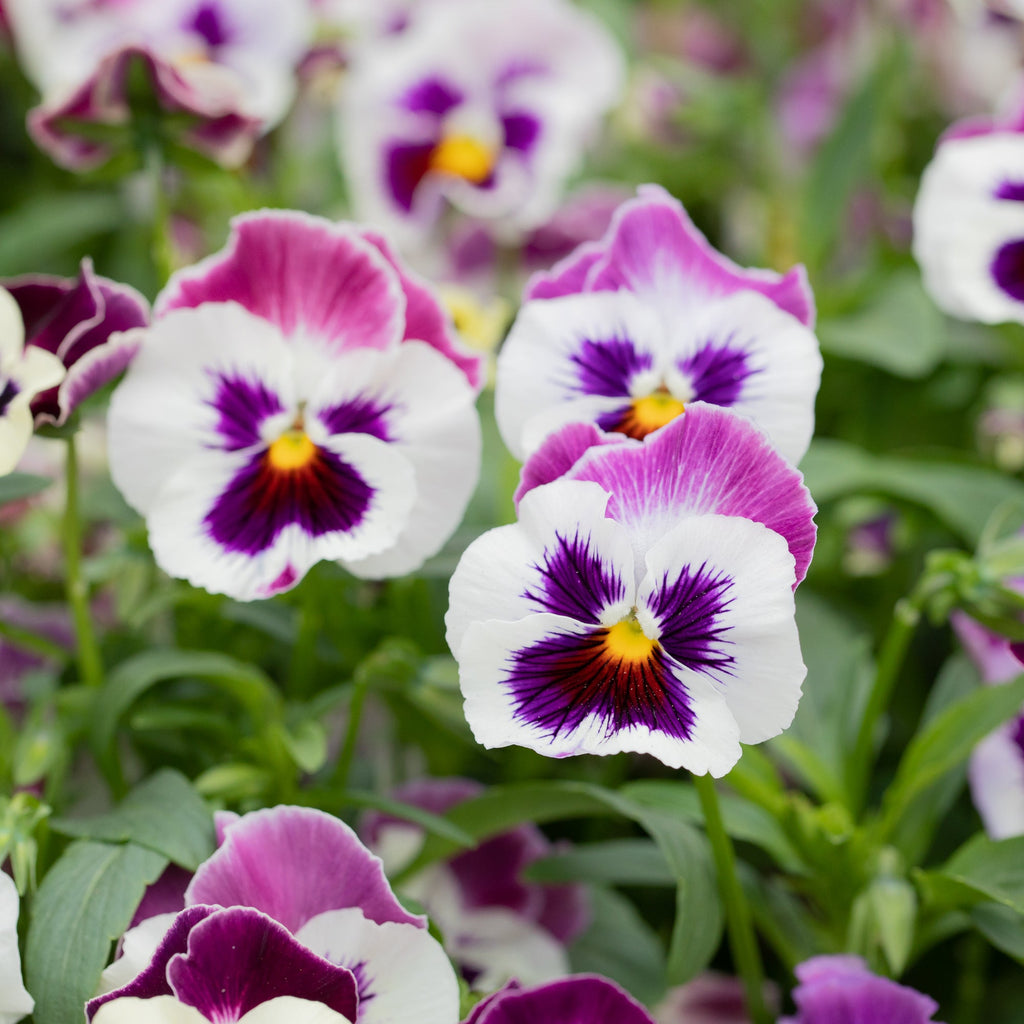 Pansy Frizzle Sizzle Raspberry – Floret Library