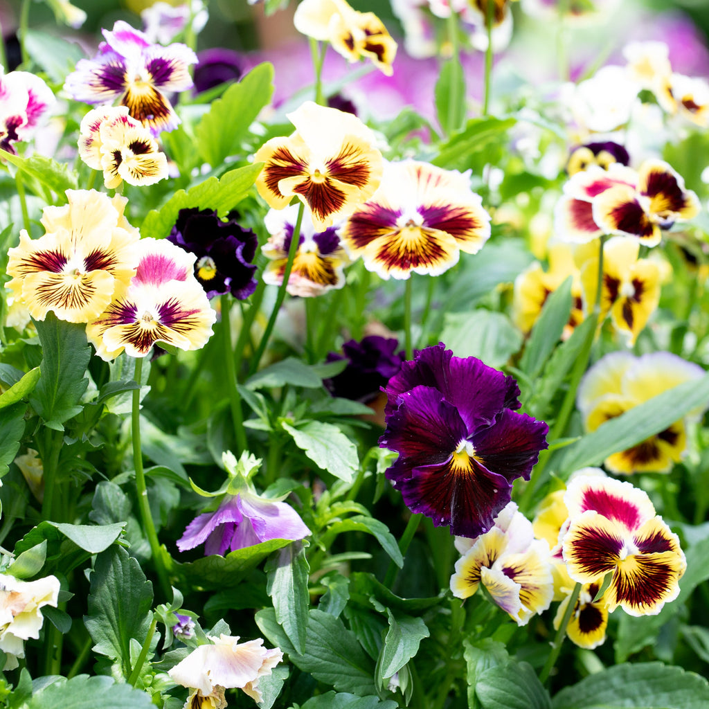 Pansy Rococo Frill Mix – Floret Library