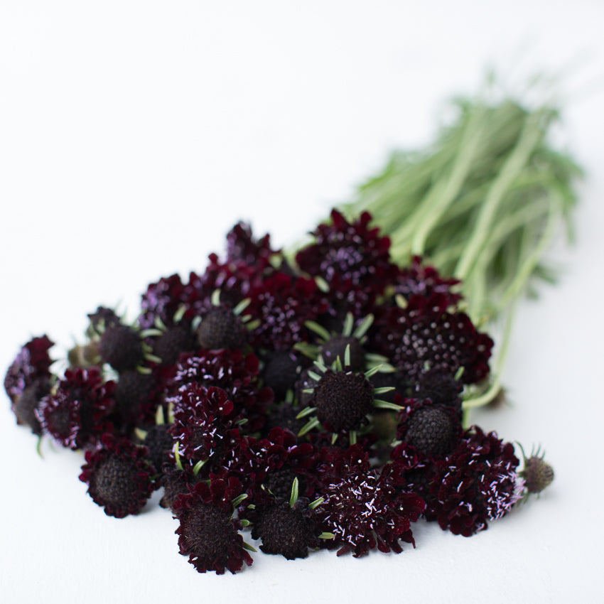 Pincushion Flower Black Knight – Floret Library