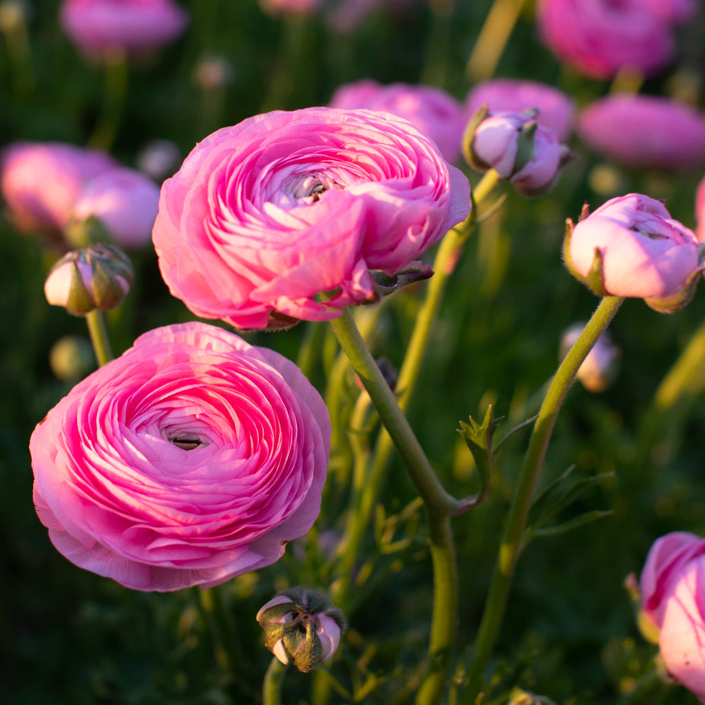 Ranunculus Amandine Barby – Floret Library