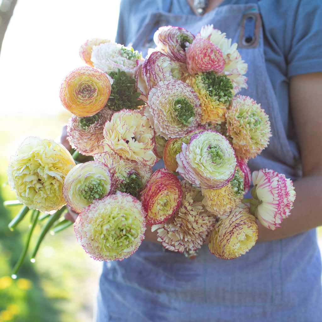 Ranunculus Amandine Tiger – Floret Library