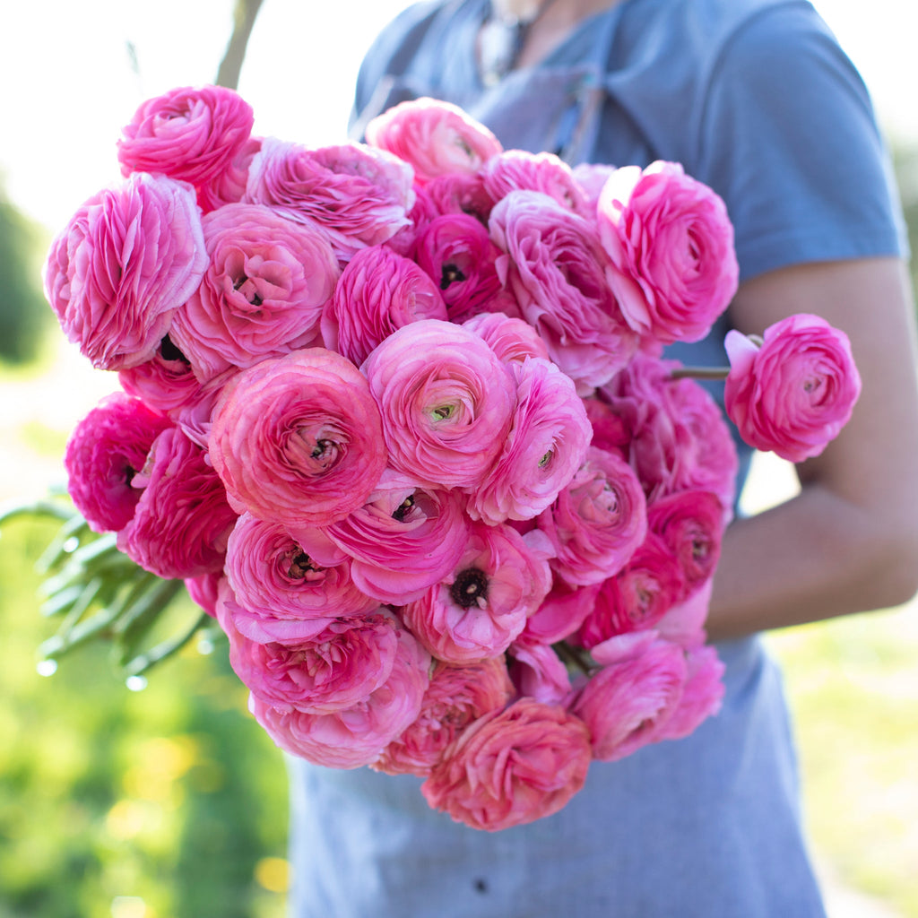 Ranunculus Amandine Rose – Floret Library