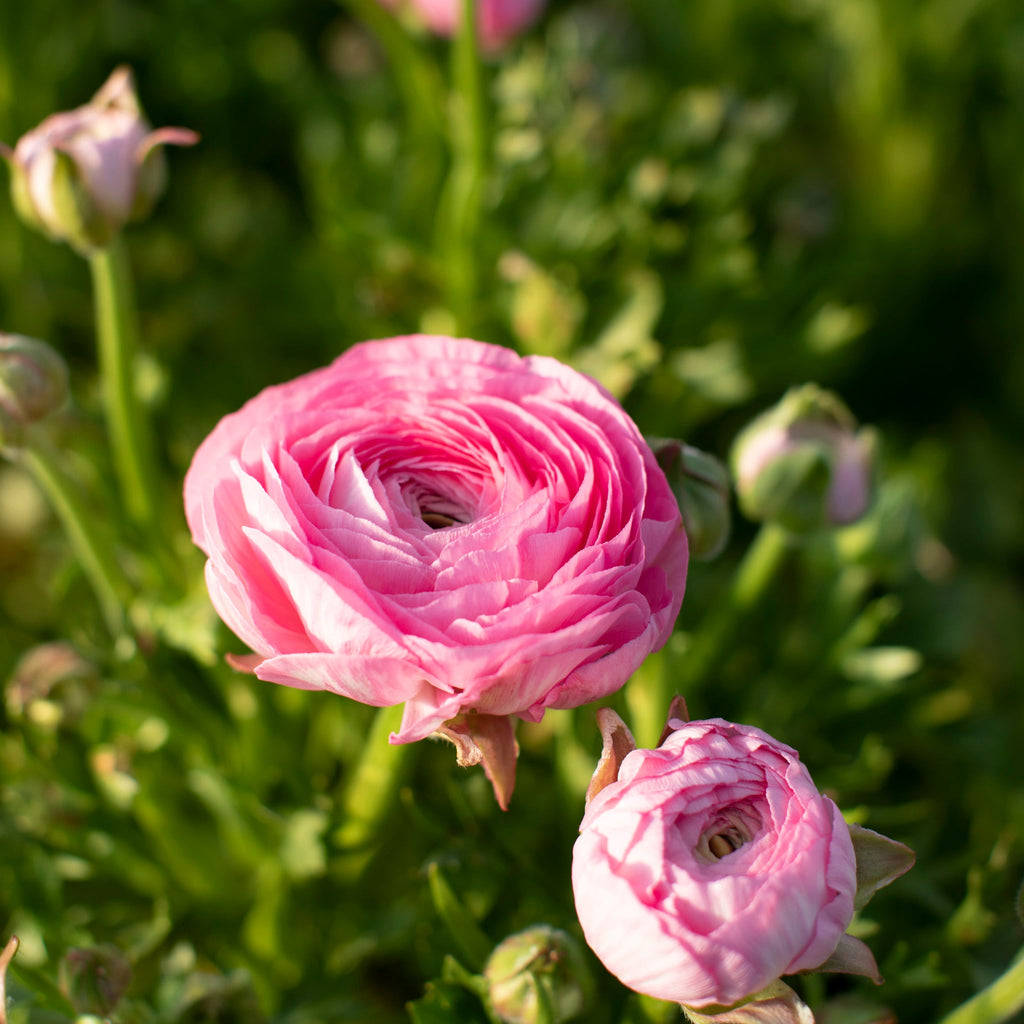 Ranunculus Amandine Juliette – Floret Library