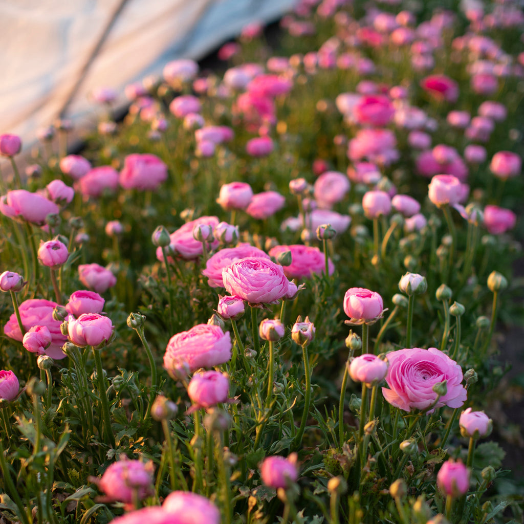 Ranunculus Amandine Juliette – Floret Library
