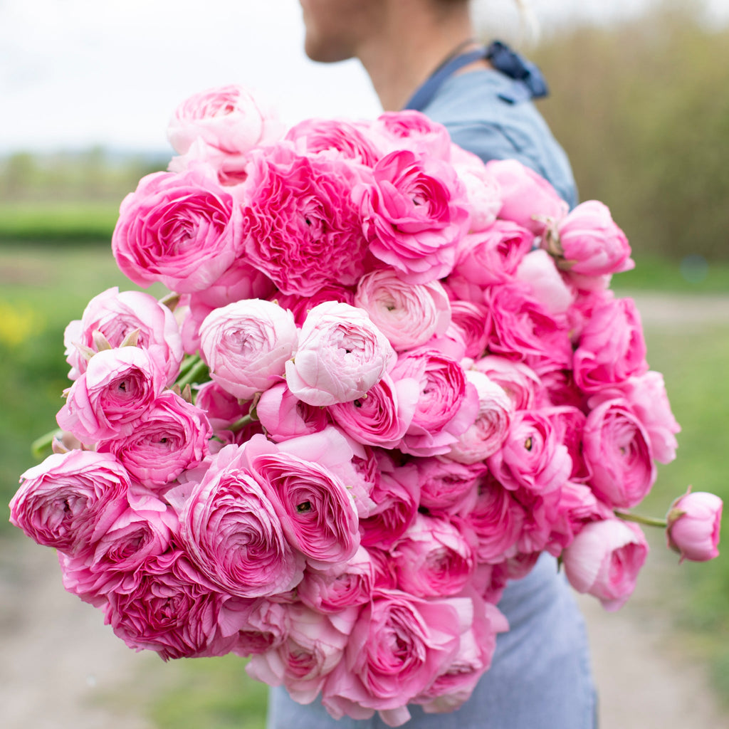 Ranunculus Amandine Juliette – Floret Library