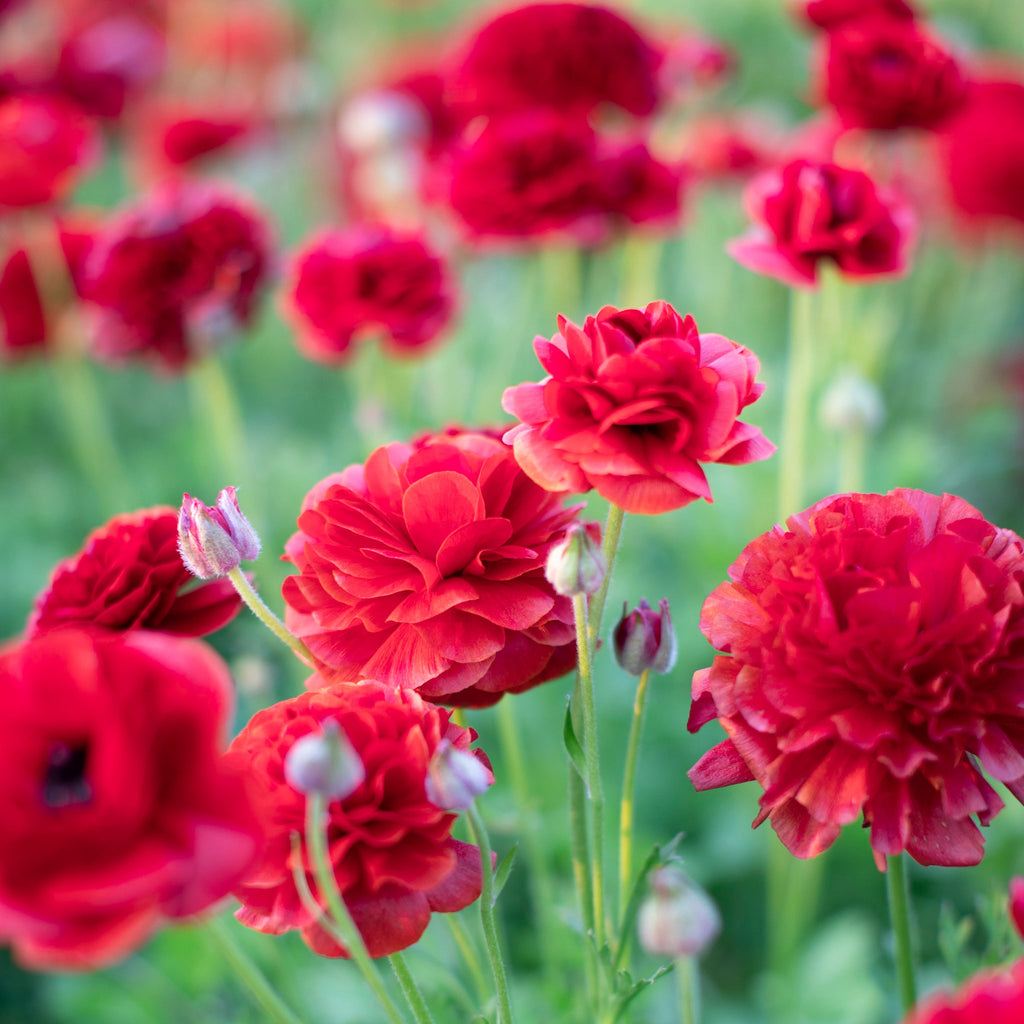 Ranunculus La Belle Chocolate – Floret Library