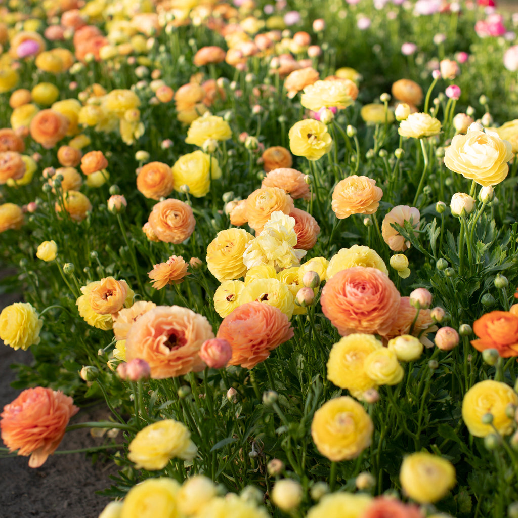 Ranunculus Amandine Pastel Lemon – Floret Library