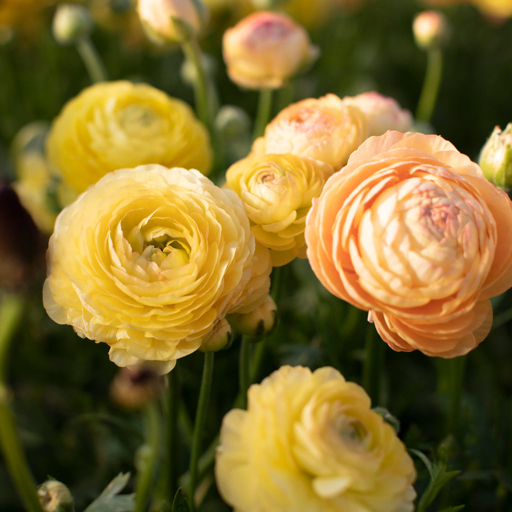 Ranunculus Amandine Pastel Lemon – Floret Library